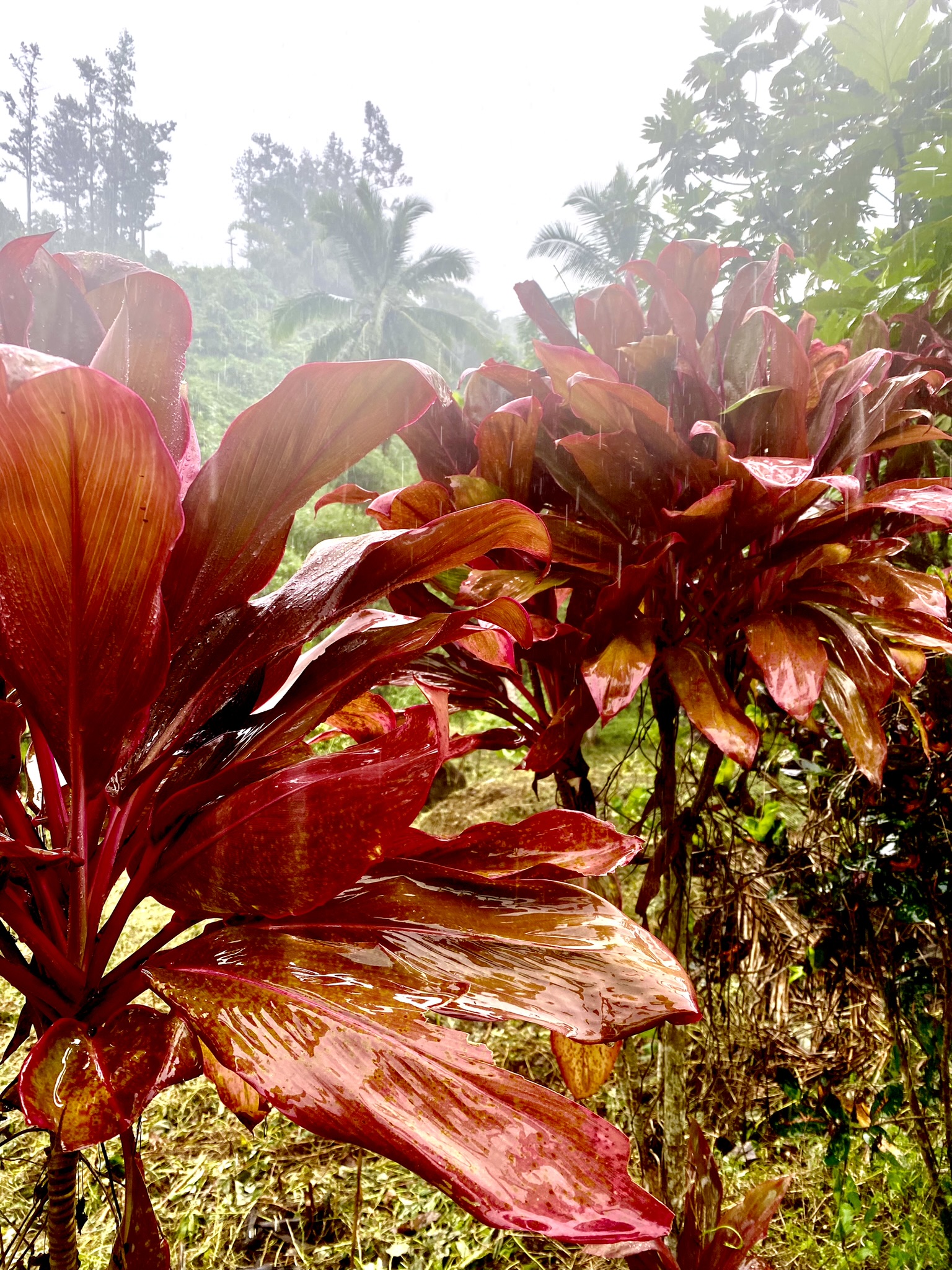 Savusavu, Fiji - Vleeshouwers blog